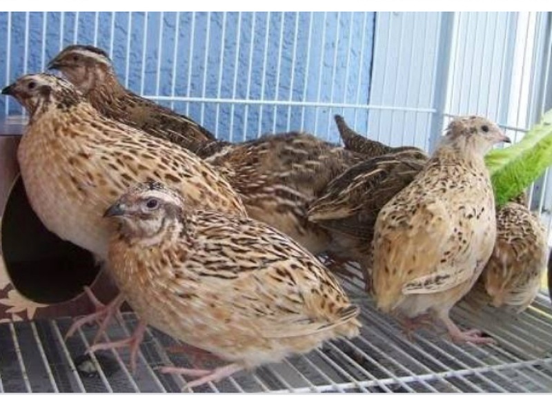 ব্যৱসায়িক ভিত্তিত বতা চৰাই পালন (Quail bird Farming)