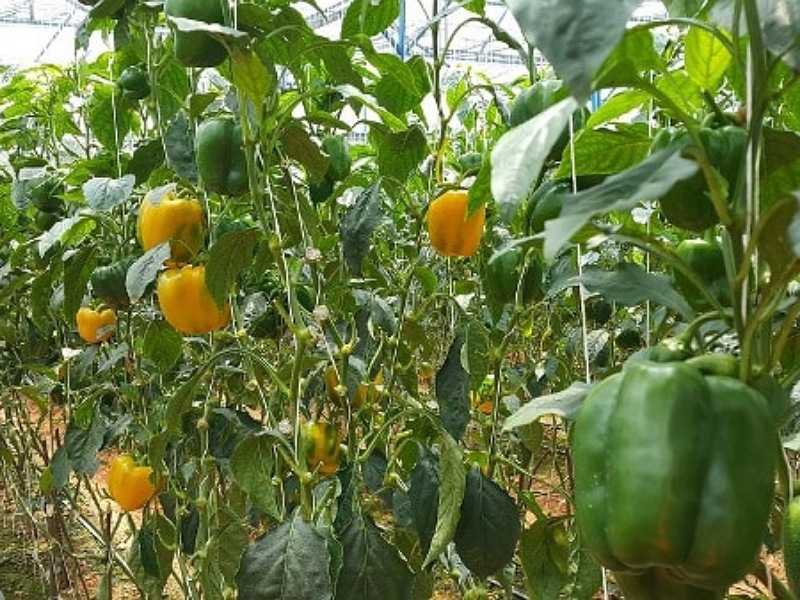 কেপচিকামৰ কৃষি প্রণালী (How to grow capcicum in your free land details ...