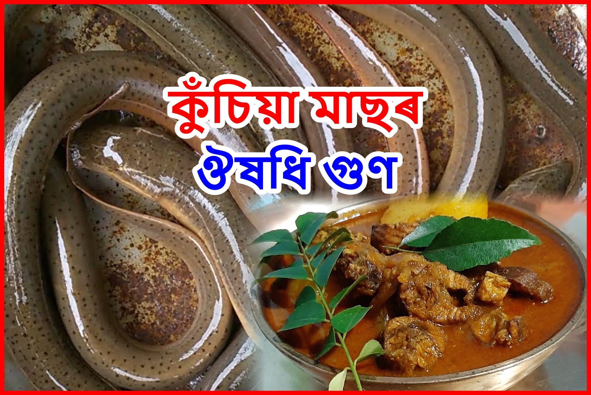 কুচিয়া মাছ খাই ভাল পাই নেকি আপুনি? জানক ইয়াৰ পুষ্টিগত আৰু ঔষধি গুণাগুণ