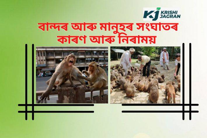 Man-Monkey conflict : দিনে দিনে বাঢ়ি গৈ থকা বান্দৰৰ উপদ্ৰব নিৰাময়ৰ উপায়