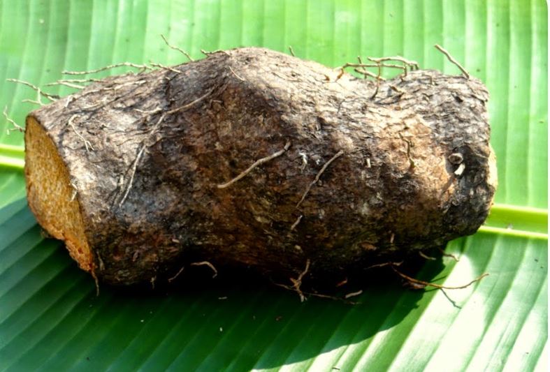 Kath Alu & Its Farming : মাৰ্চ-এপ্ৰিলত এবিঘা মাটিত কাঠ আলু খেতি কৰক