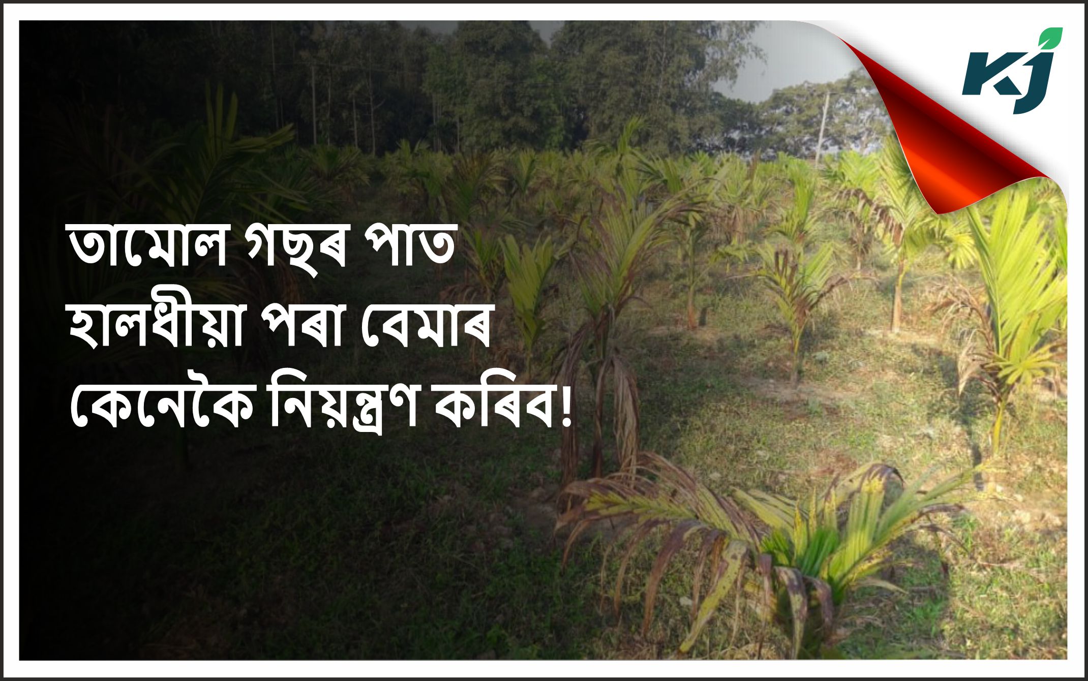 অসমত তামোলৰ উৎপাদন কমিছে পাত হালধীয়া পৰা ৰোগটোৰ বাবেই