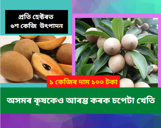 Sapota/Chiku Cultivation অসমৰ কৃষকেও আৰম্ভ কৰক চপেটাৰ খেতি